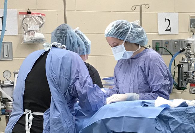 Barn Cat Project Provides Care for Feral Cats | College of Veterinary ...