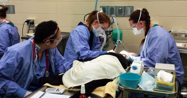 LVT Program Earns MSU Top 20 Ranking | College of Veterinary Medicine ...