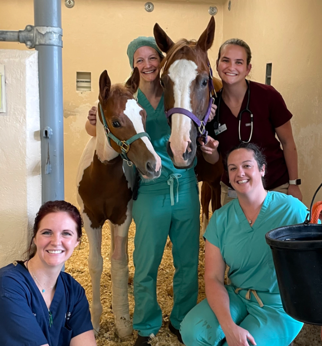 Uncommon Will. Far Better World. | College of Veterinary Medicine at MSU