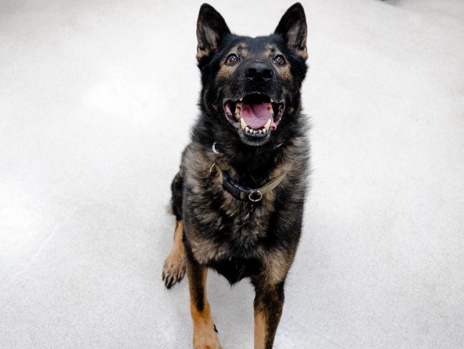 MSU Treats Retired K9 Officer Facing Cancer | College of Veterinary ...