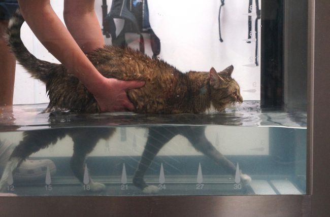 Abbey the cat overcomes severe bone condition | College of Veterinary ...