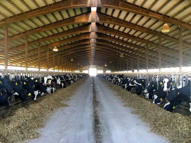 Food Animal Veterinarians and the Role They Play in Human Health ...