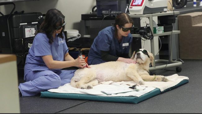 We are veterinary professionals (Video) | College of Veterinary ...