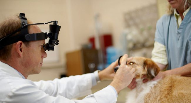 Scientists Receive $8.2M NIH Grant to Develop Gene Therapy for ... Scientists Receive $8.2M NIH Grant to Develop Gene Therapy for ...