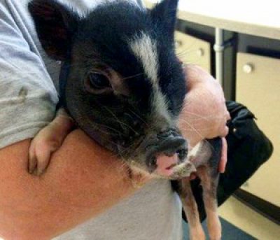 Success Stories | College of Veterinary Medicine at MSU