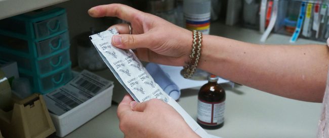 Your Animal's Medication | College of Veterinary Medicine at MSU