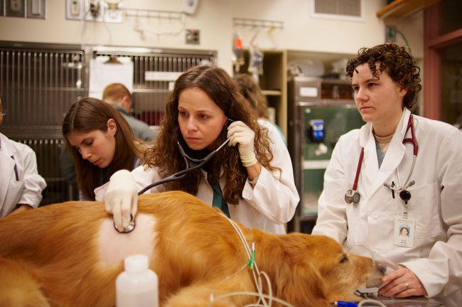 Residency and Internship | College of Veterinary Medicine at MSU