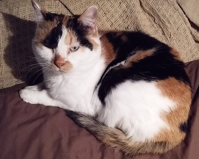 Efficacy and safety of a novel anti-cancer therapeutic for the ...