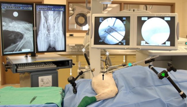 What Are C-MIO, ORIF, and N-MIO Repairs? | College of Veterinary ...