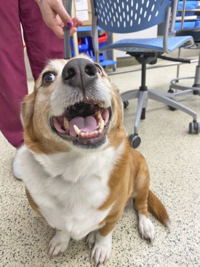 Internal Medicine | College of Veterinary Medicine at MSU