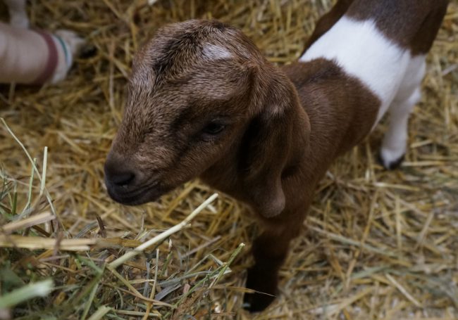 Goats | College of Veterinary Medicine at MSU