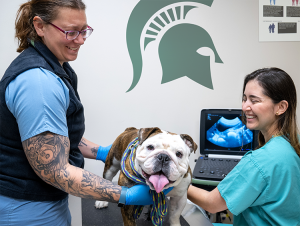CVM Homepage | College of Veterinary Medicine at MSU