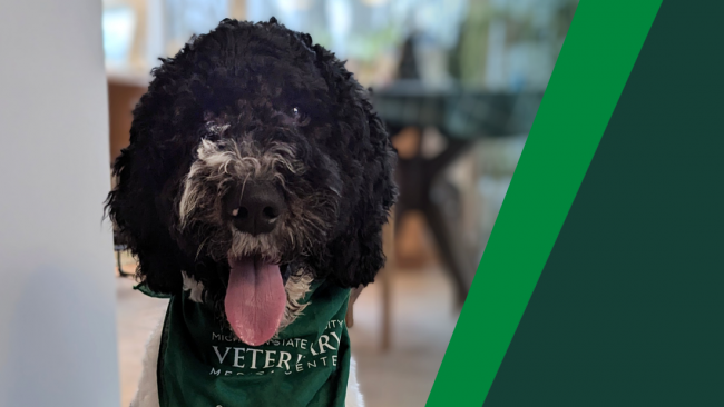 College Welcomes Canine Teammate: Appa the Facility Dog | College of ...