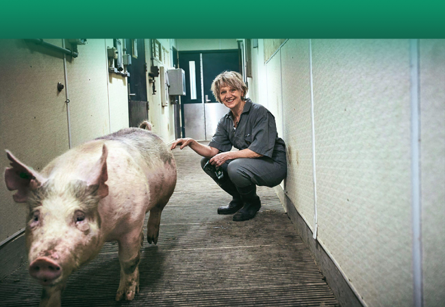 $1 Million NIFA IDEAS Grant to Transform Pig Husbandry with AI ...