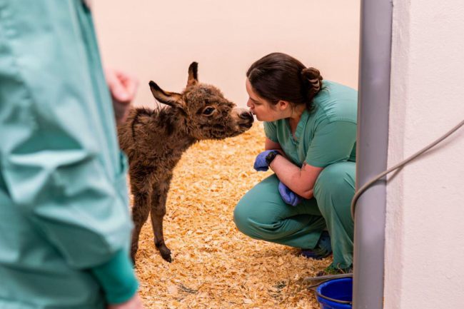 Bobby the Baby Donkey Receives Critical Care at MSU | College of ...