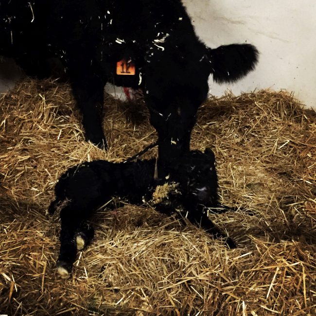 New Baby Bull Arrives Happy and Healthy | College of Veterinary ...