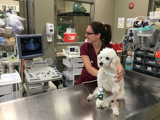 The Future of Emergency Medicine | College of Veterinary Medicine at MSU