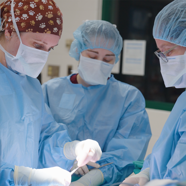 MSU Veterinary Clinical Trials Program Announces Director, Statistician ...