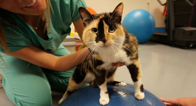 MSU's Veterinary Rehabilitation Service | College of Veterinary ...