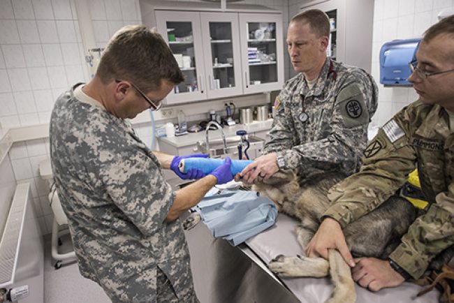Helping War Dogs Heal | College of Veterinary Medicine at MSU