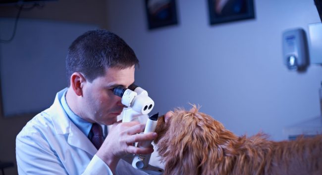 Komáromy Recognized for Veterinary Research Excellence | College of ...