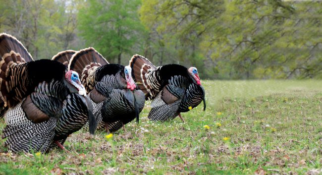 Keeping Your Pet Safe on Thanksgiving | College of Veterinary Medicine ...