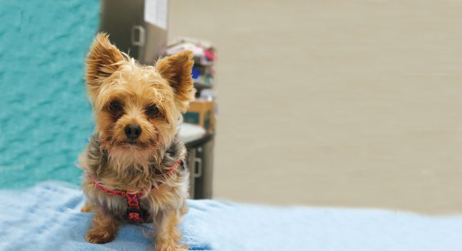 Koenigshof's research on xylitol toxicity in dogs | College of ...