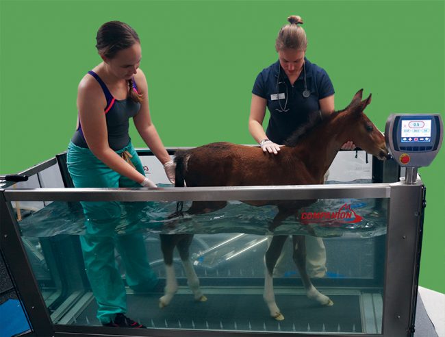 Hydrotherapy for a Horse Points to Skeletal Solution | College of Veterinary Medicine at MSU