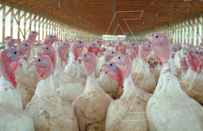 A Year of Protecting Poultry and People | College of Veterinary ...