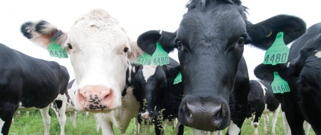 Haptic models | College of Veterinary Medicine at MSU