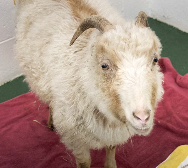 Ortho Goats: TPLO and I-Loc Interlocking Nail Implant Save Caprine Legs ...