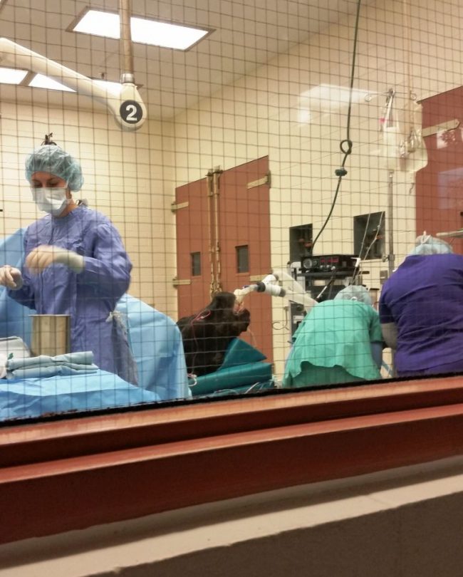 Lifesaving Lipoma Surgery for Morgan Gelding | College of Veterinary ...