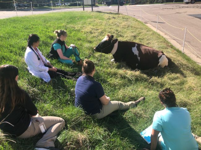 MSU Large Animal Veterinarians Collaborate, Saves Young Steer’s Life ...