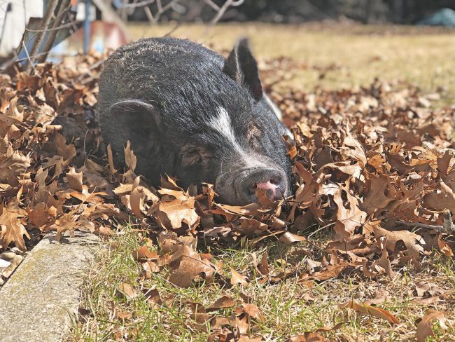 MSU Large Animal Veterinarians Make Rare Diagnosis, Help Pig Breathe ...