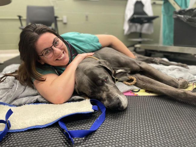 Lessons Learned: Completing a Veterinary Internship | College of ...