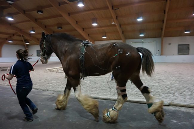 McPhail Equine Neuromuscular Research Laboratory | College of ...