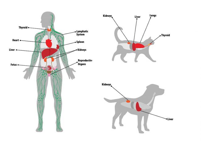 Health Effects | College of Veterinary Medicine at MSU