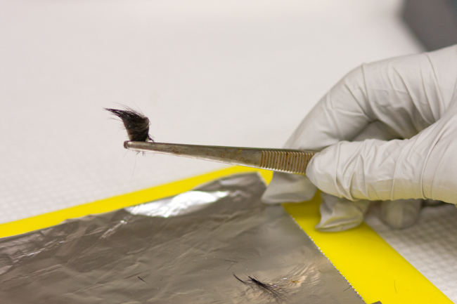 Detection of Bovine Viral Diarrhea Virus (BVDV) in Ear Tissue Samples ...