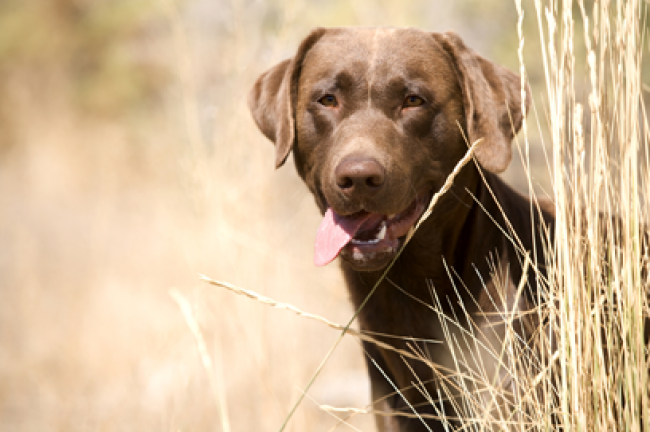 Therapeutic Drug Monitoring for Antiepileptic Drugs in Dogs and Cats ...