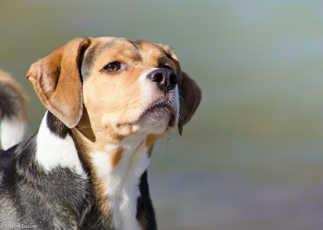 Brucella Canis Testing Update | College of Veterinary Medicine at MSU