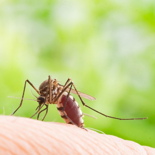Mosquito-Borne Diseases: Resources and Disease Detections in Michigan ...