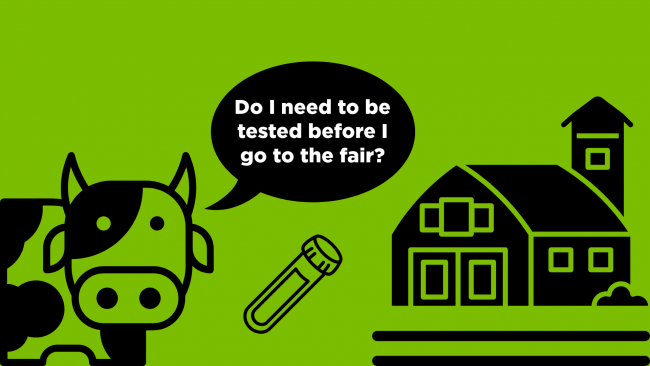 Testing Cattle for Fairs and Expos in Michigan | College of Veterinary ...