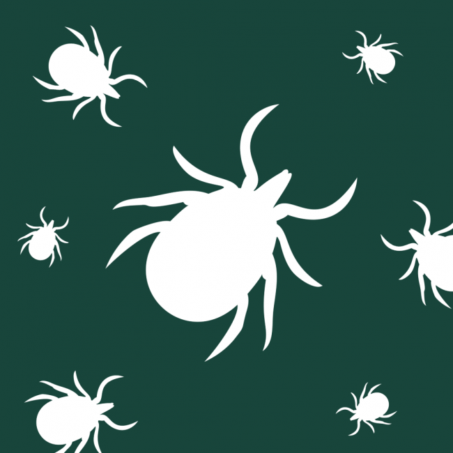 Asian Longhorned Ticks in Michigan | College of Veterinary Medicine at MSU