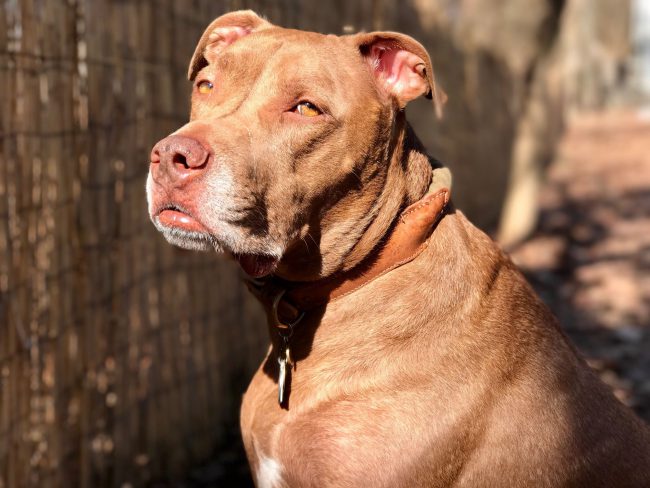 New Assay to Assist with the Diagnosis of Immune-Mediated Hemolytic ...