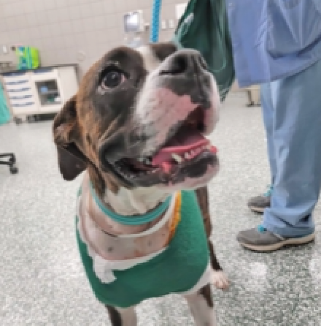Meet Kyia | College of Veterinary Medicine at MSU